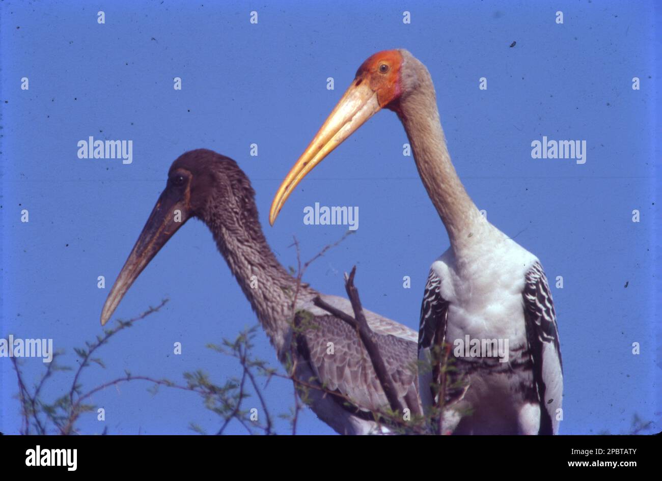 The painted stork (Mycteria leucocephala) is a large wader in the stork ...
