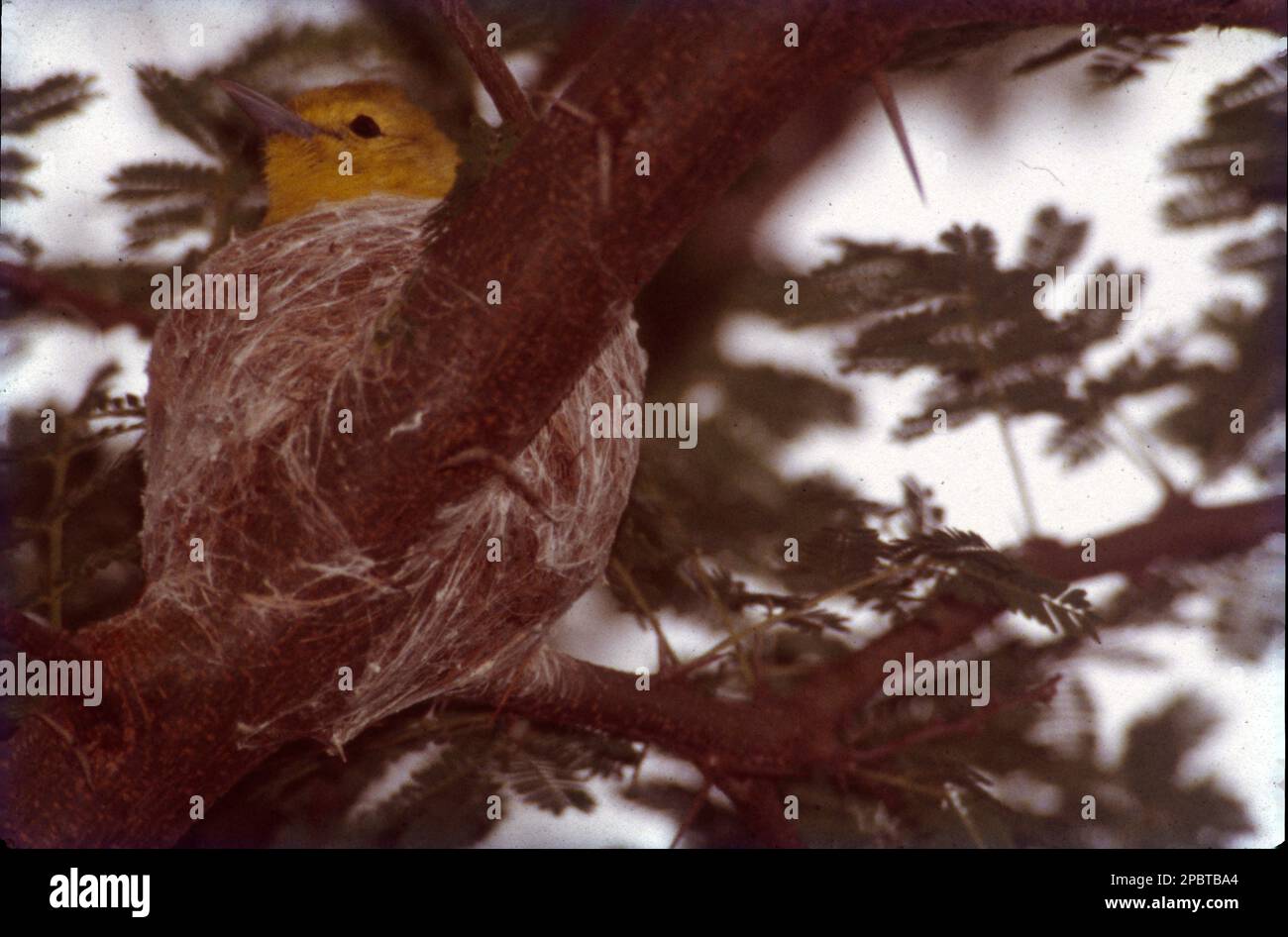 The Lora is an amazonian parrot. It is bright green with a yellow face ...