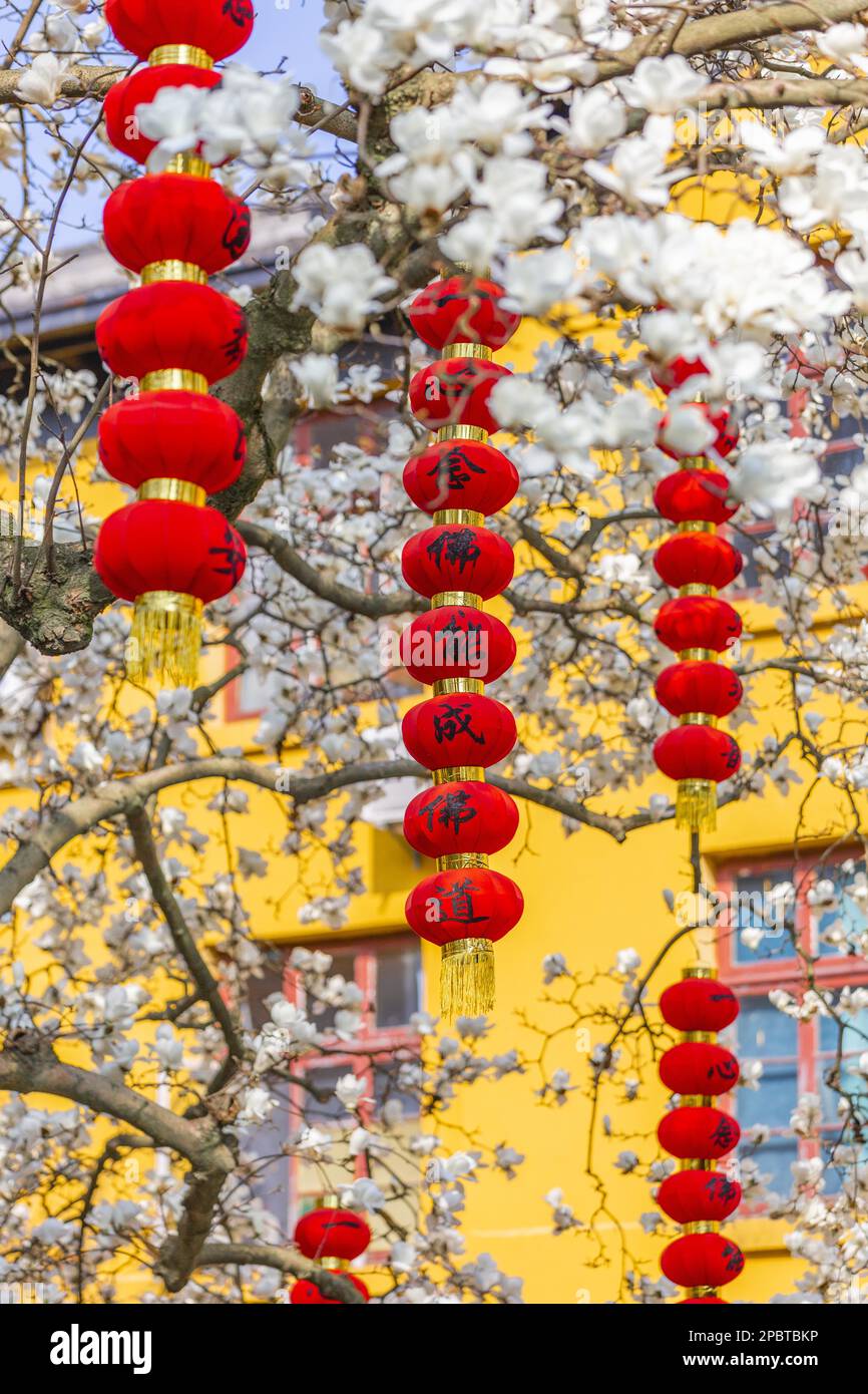 A 500-year-old ancient magnolia tree bursts into bloom at Faxi Temple ...