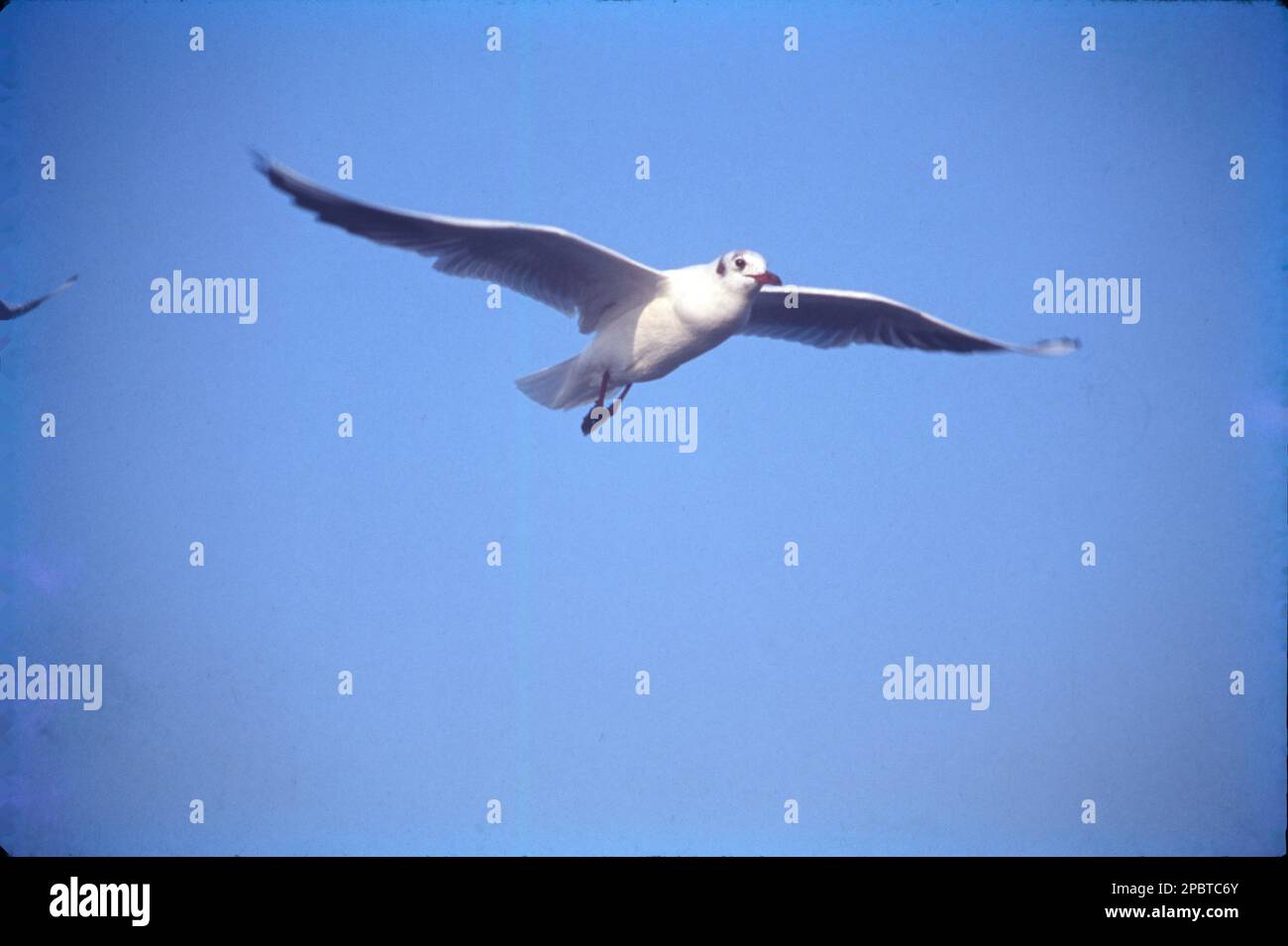 Near gate way of india hi-res stock photography and images - Alamy