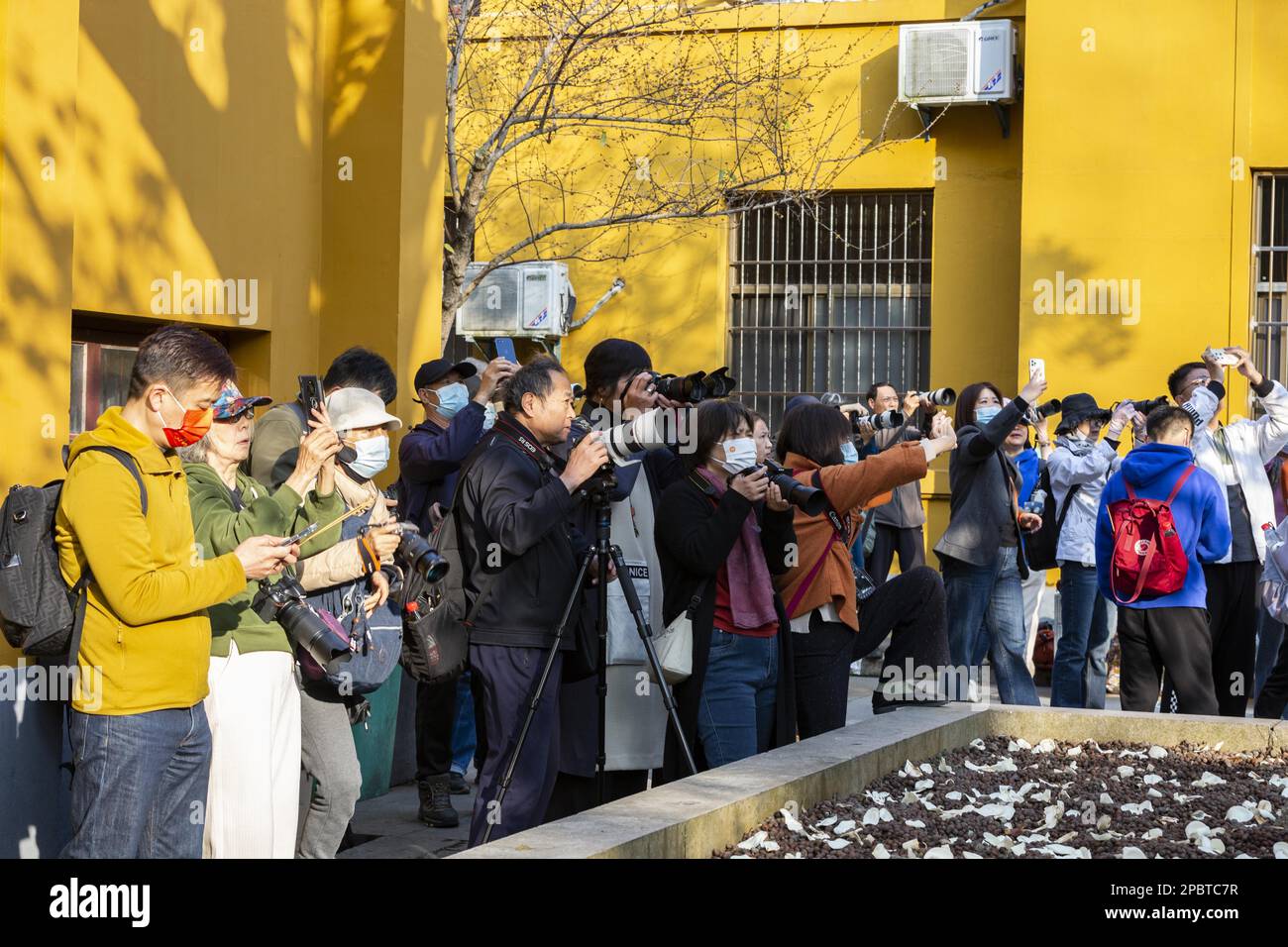 A 500-year-old ancient magnolia tree bursts into bloom at Faxi Temple ...
