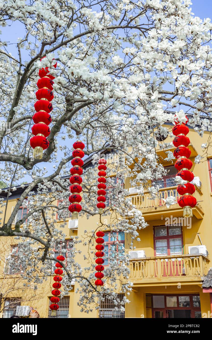 A 500-year-old ancient magnolia tree bursts into bloom at Faxi Temple ...