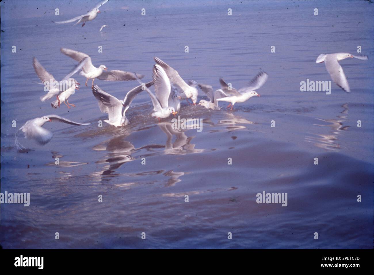 Sea Gulls Near Gate Way of India, Bombay, Maharashtra, India Stock ...
