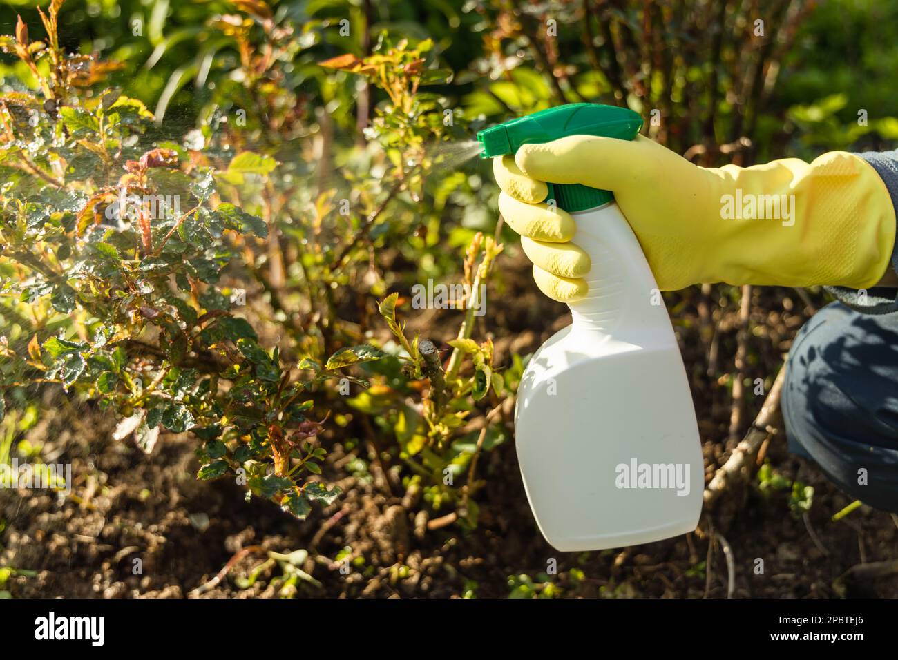 Treatment of roses from pests, aphids and fungi. Remedy for roses from ...