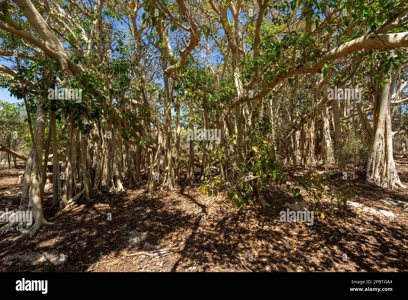 Massive banyan fig woodland, with its roots grows so that it forms a ...