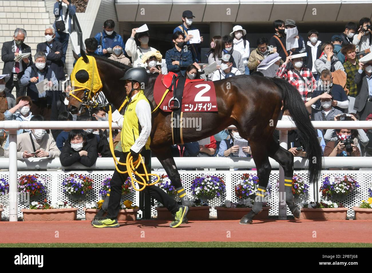 Nishino Daisy is led through the paddock before the HANSHIN 8R the ...