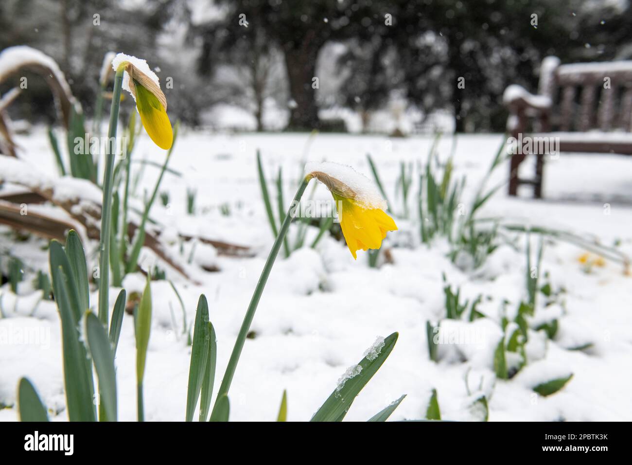 Snow covered Daffodils at Wollaton Park in Nottingham, Nottinghamshire England UK Stock Photo ...