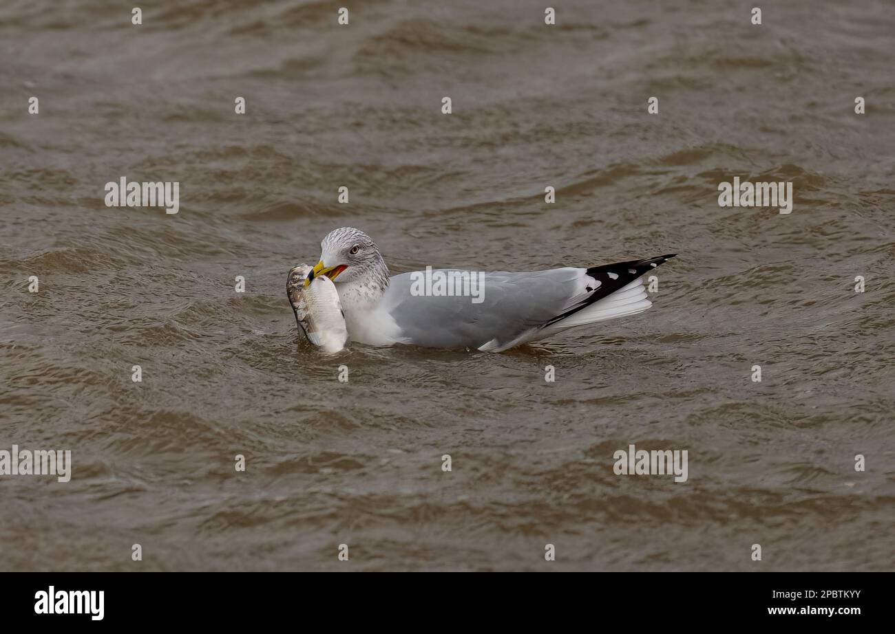 A white seagull floating in the calm sea water, carrying a freshly ...