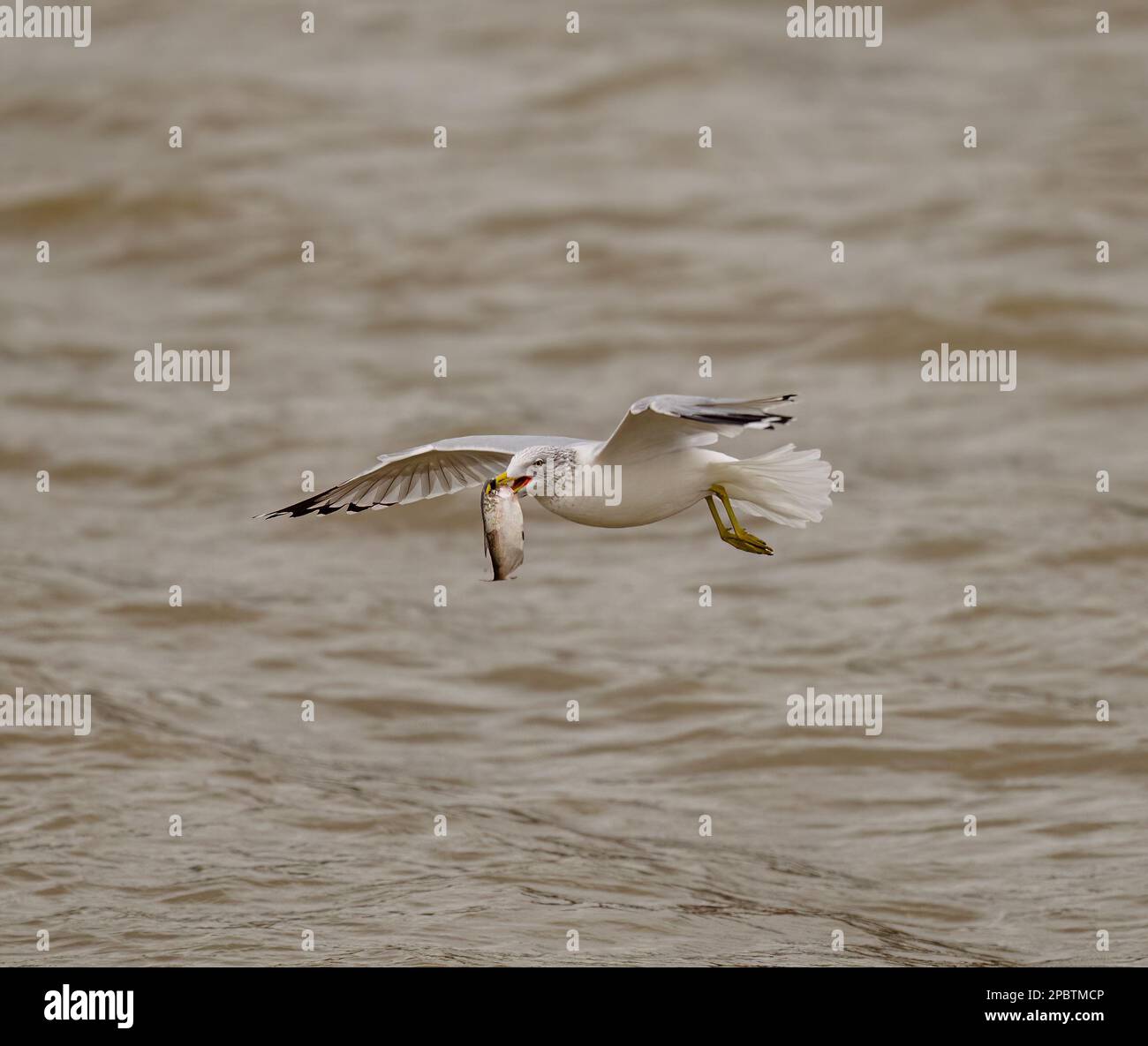 A white seagull flying over the calm sea water, carrying a freshly ...