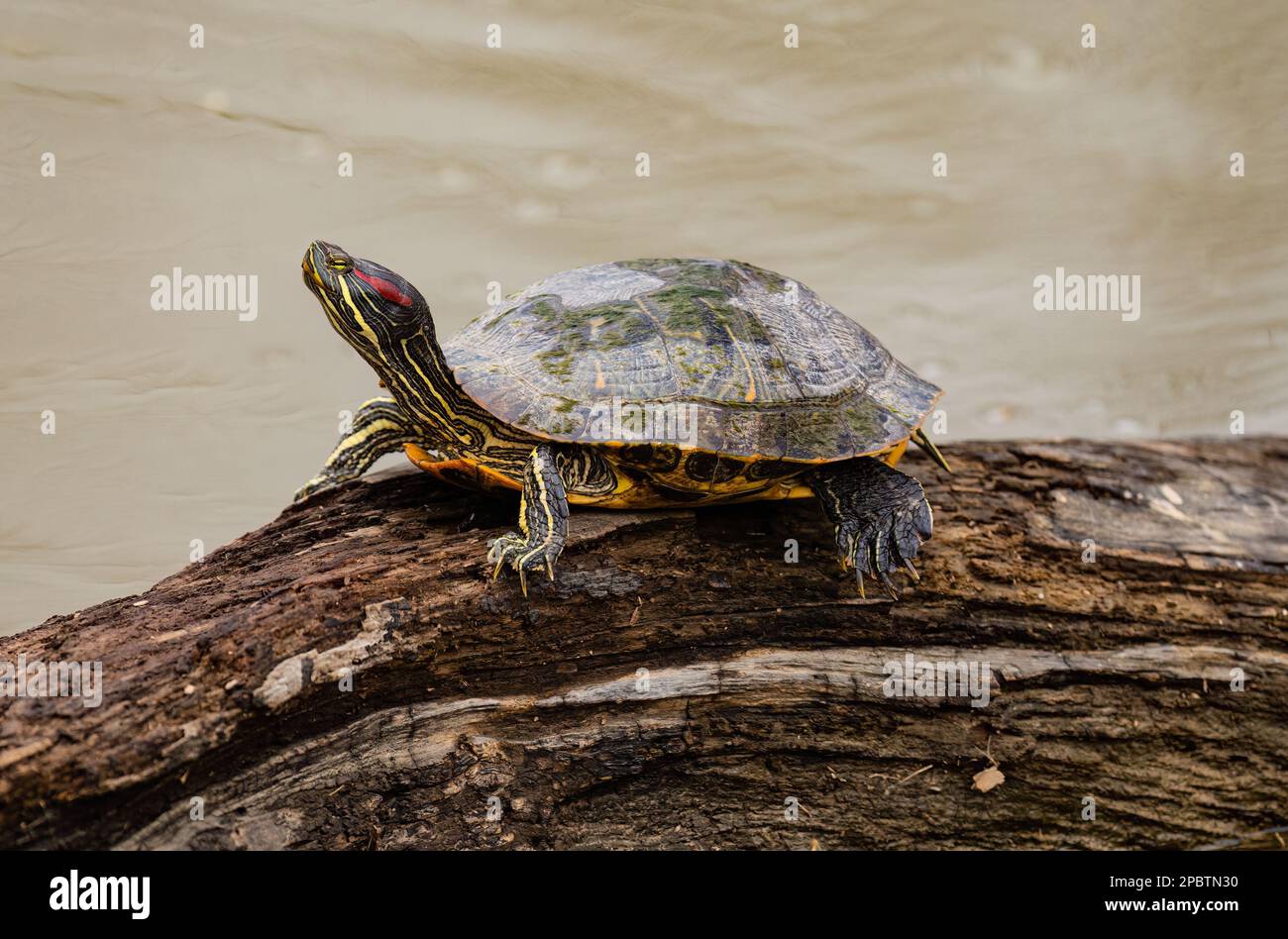 A Red-eared turtle laying on top of a log by the water Stock Photo - Alamy