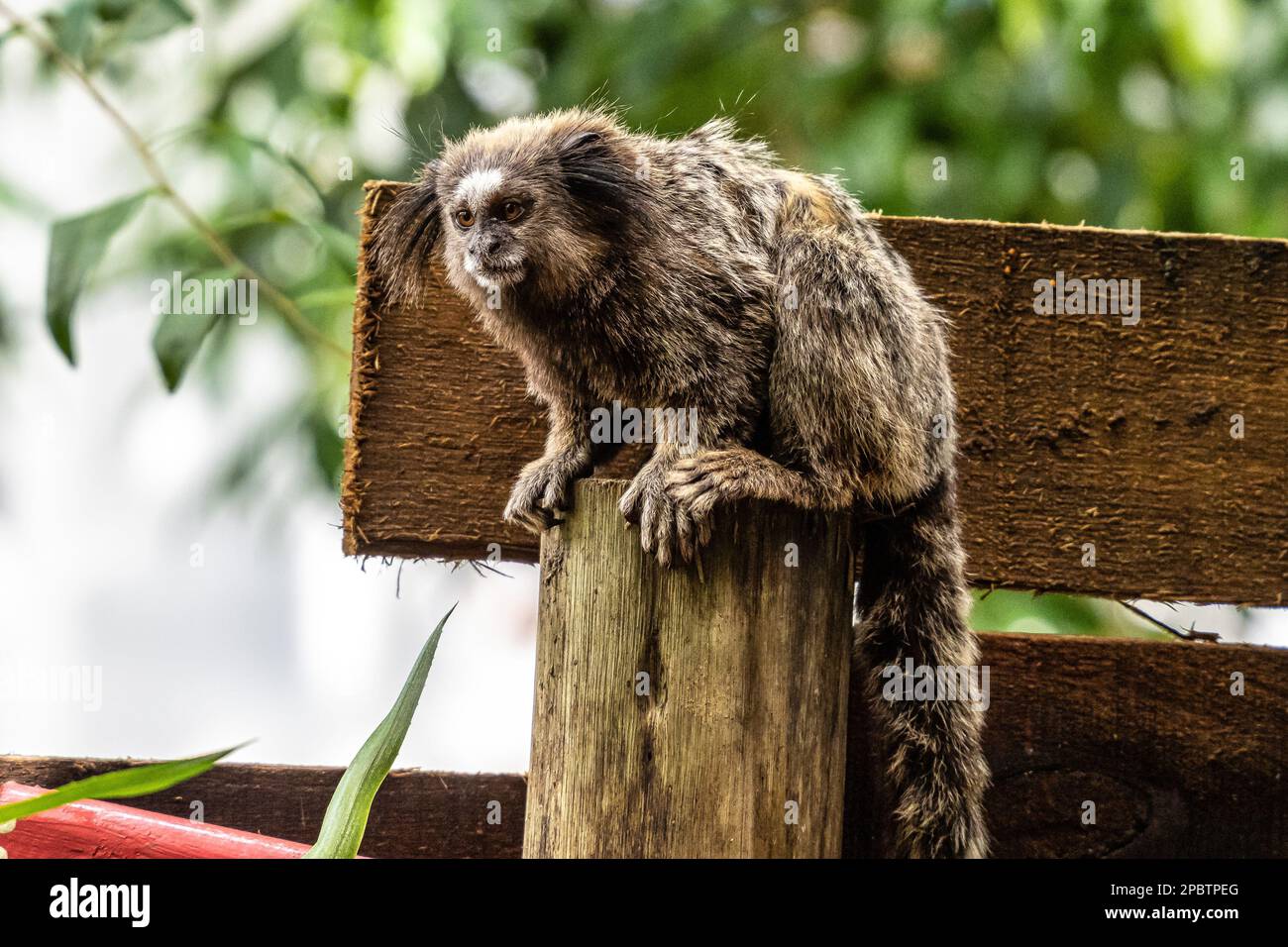 The black-tufted marmoset, Callithrix penicillata also known as Mico ...