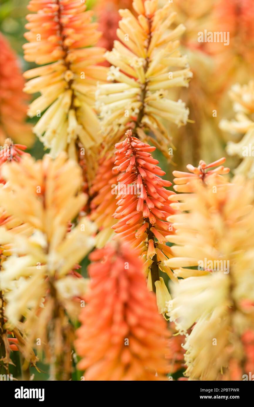 Kniphofia Tawny King, red-hot poker Tawny King, perennial, dense spikes ...