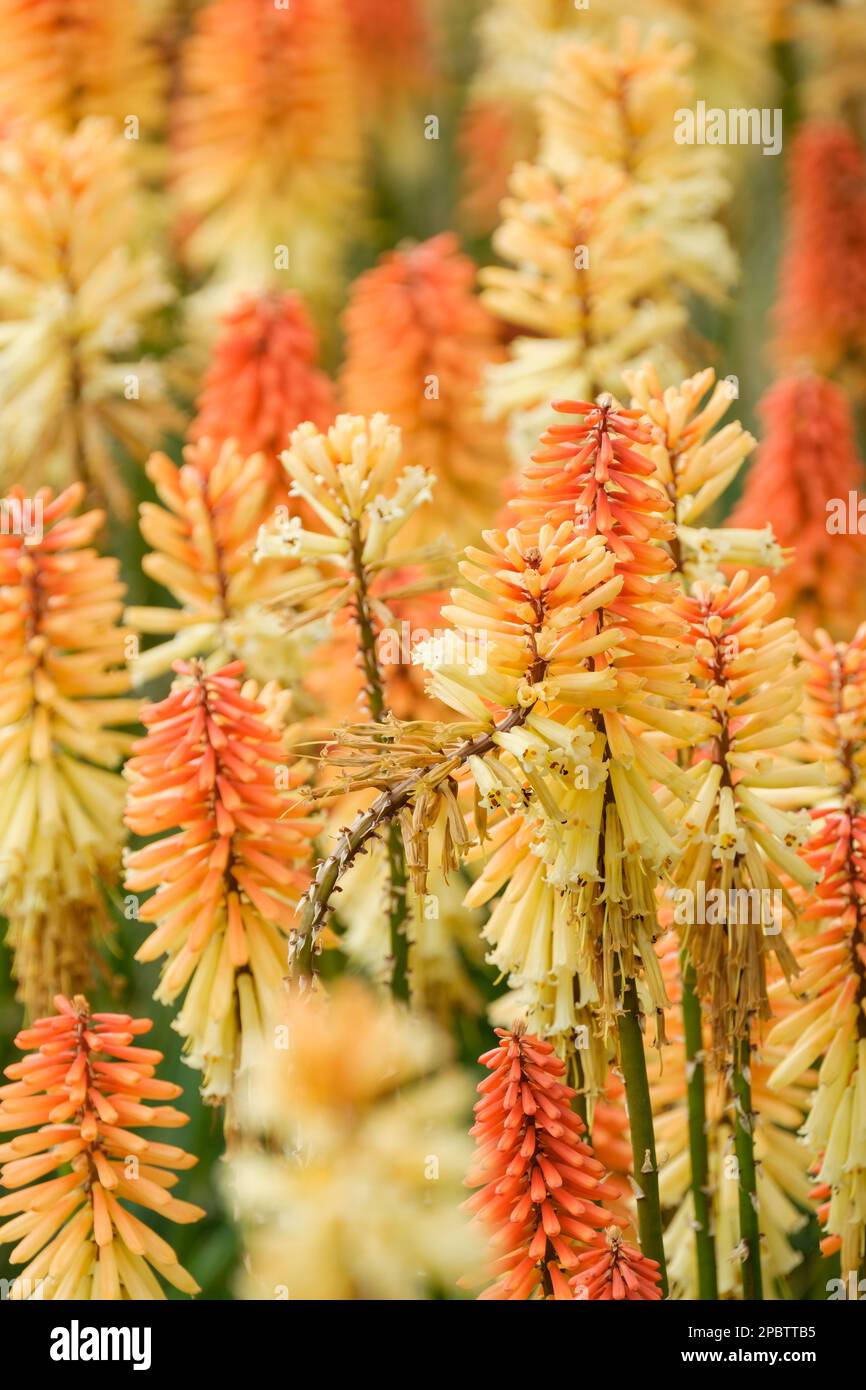 Kniphofia Tawny King, red-hot poker Tawny King, perennial, dense spikes ...