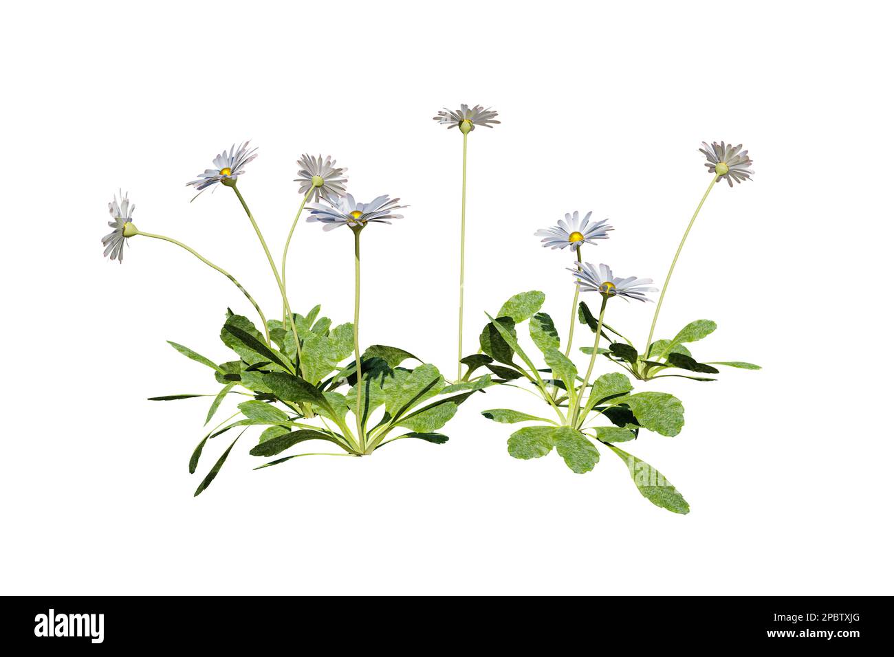 flower patch isolated on white background 3d illustration Stock Photo - Alamy