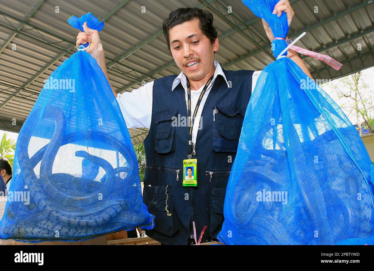 A Malaysian Wildlife Department official shows smuggled snakes at the ...