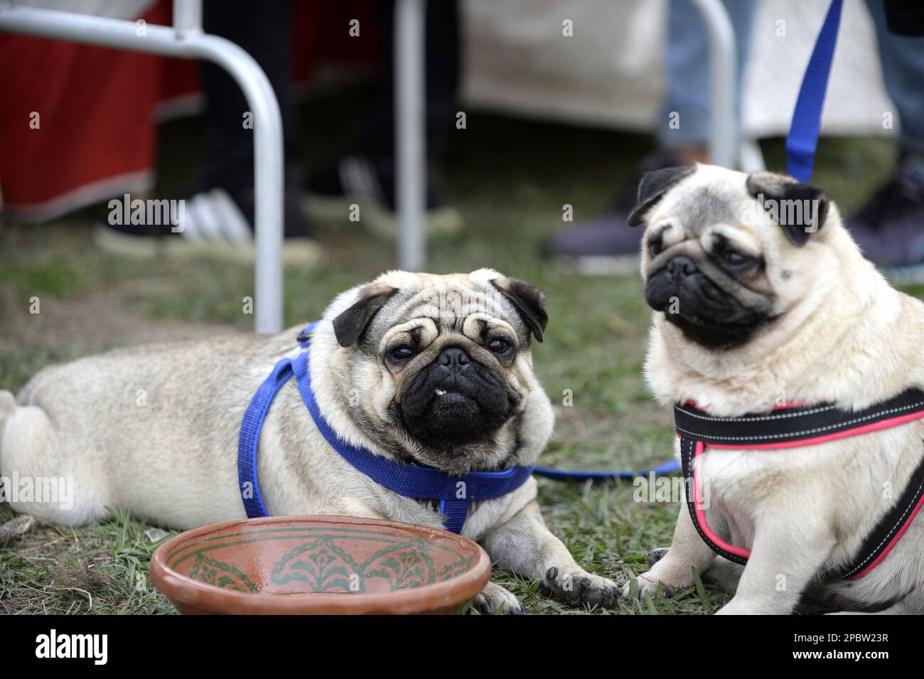 Islamabad, Pakistan. 12th Mar, 2023. Pug dogs are seen during a dog ...