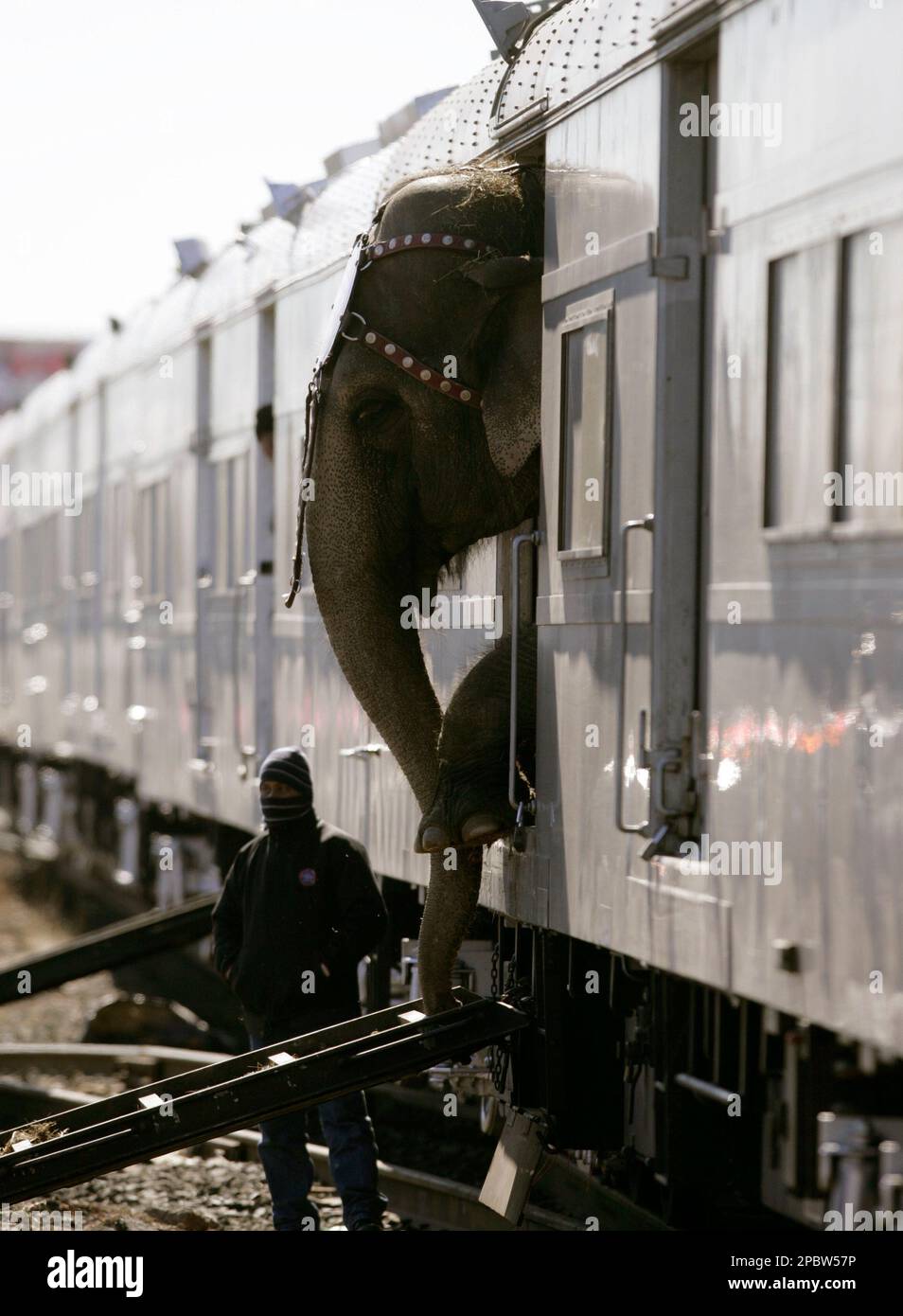 A Ringling Bros. and Barnum & Bailey circus elephant steps out of a ...
