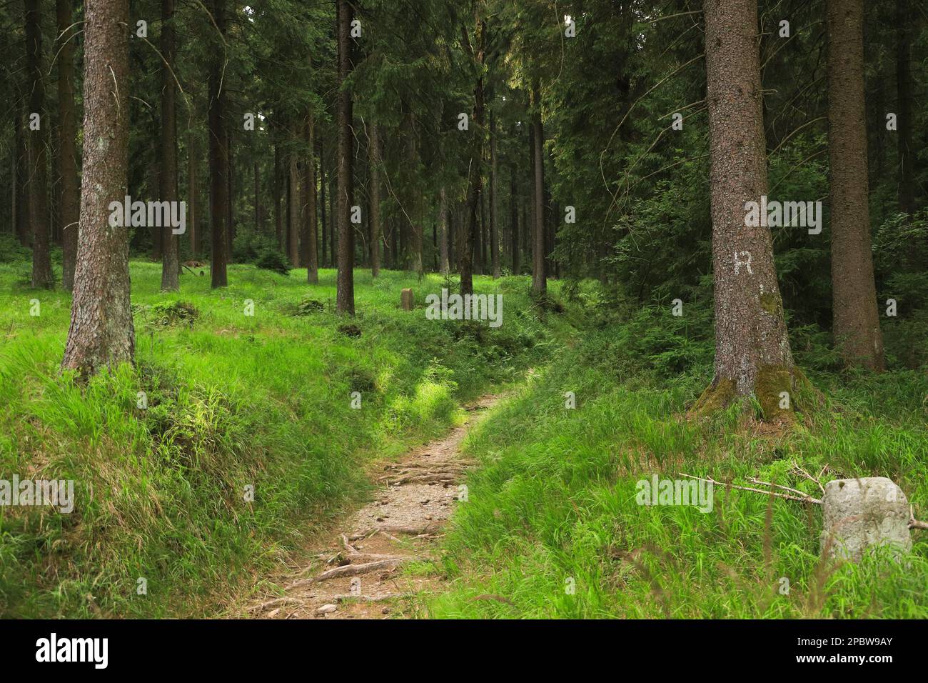 Thüringer wald germany hi-res stock photography and images - Alamy