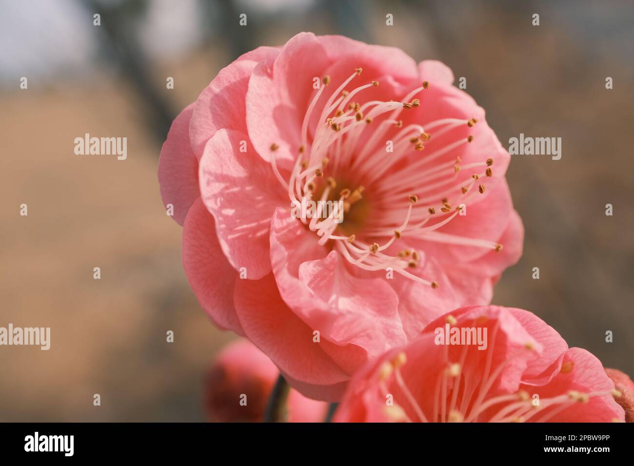 Yellow plum blossoms hi-res stock photography and images - Alamy