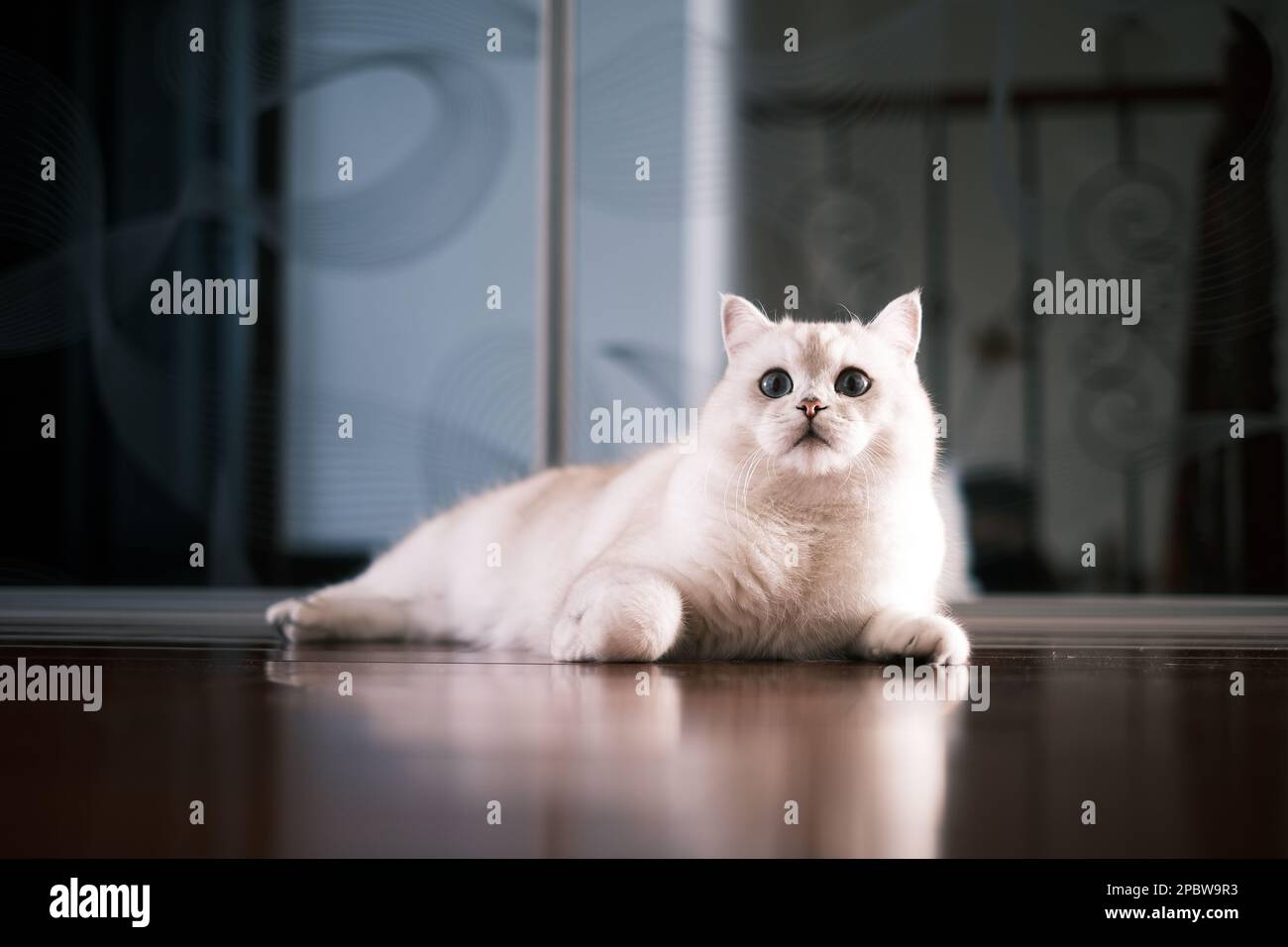 Silver point hi-res stock photography and images - Alamy