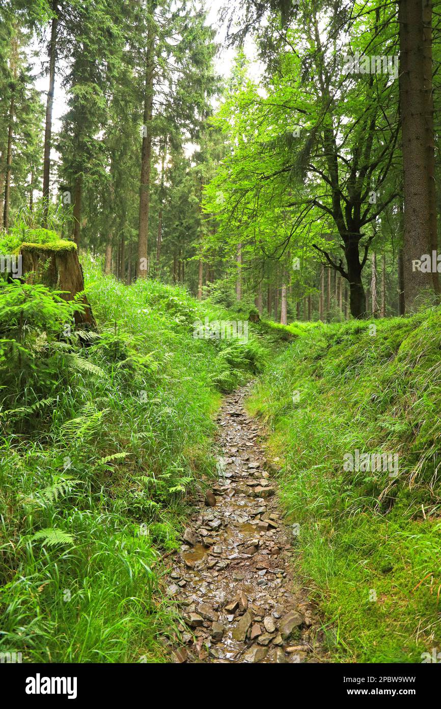 Thüringer wald germany hi-res stock photography and images - Alamy