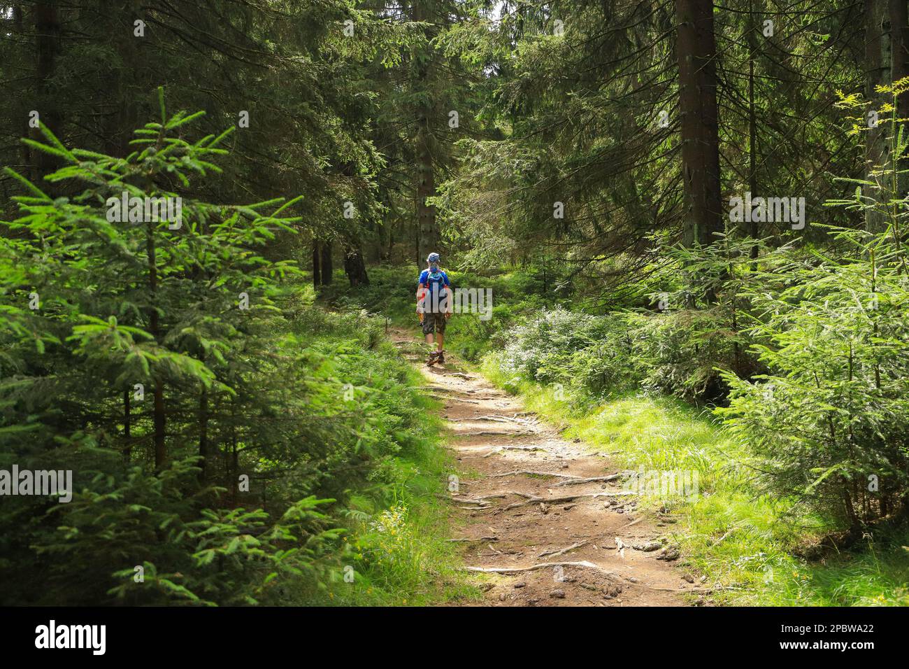 Hiking on hiking trail Rennsteig in Ernstthal, Thuringia - Germany ...