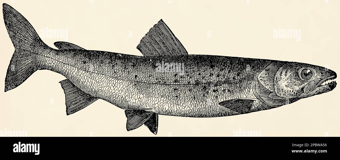 The freshwater fish - Danube salmon (Hucho hucho). Antique stylized ...