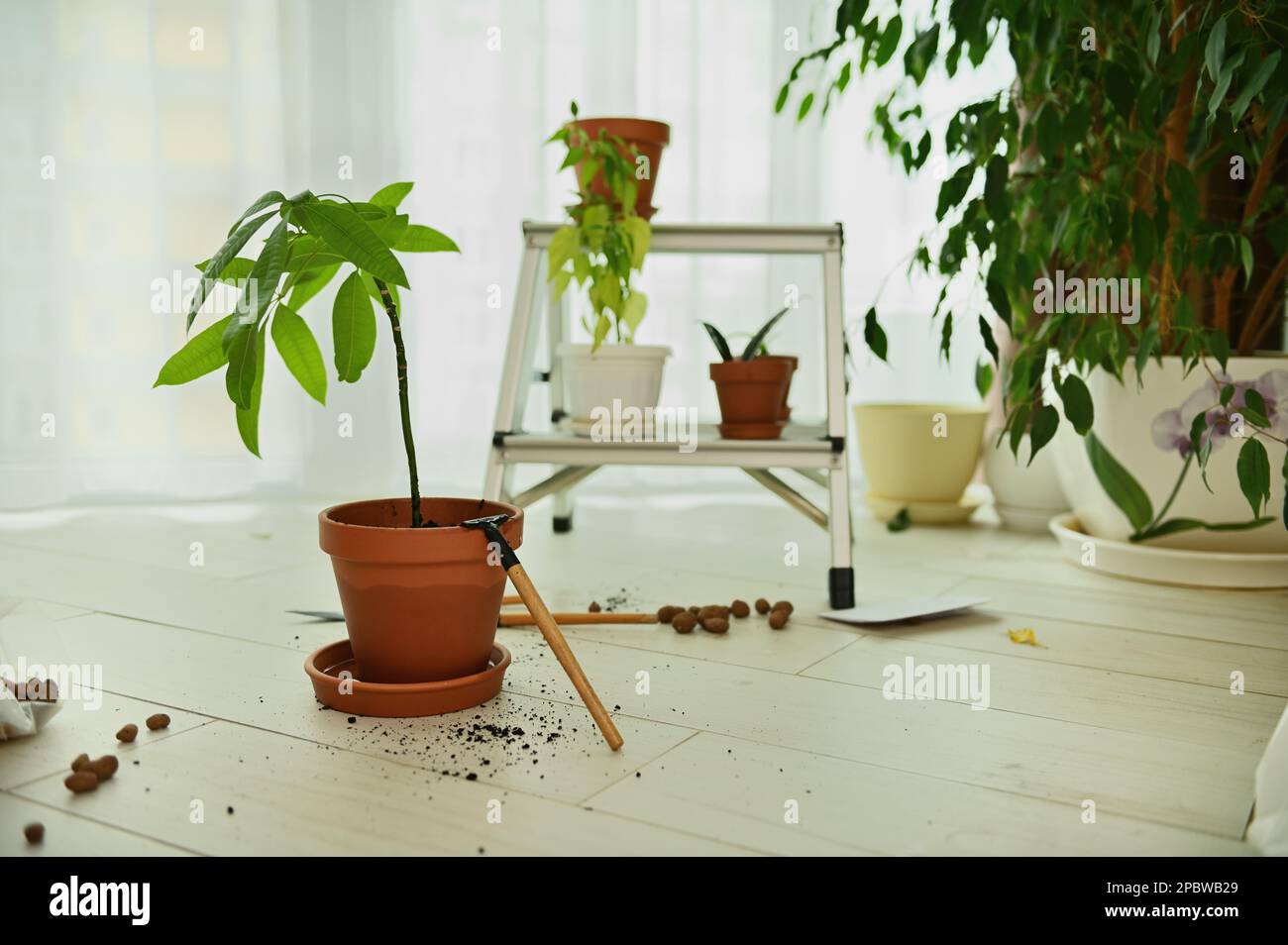 Floriculture. Gardening. Horticulture. Beautiful baby plant of palm ...