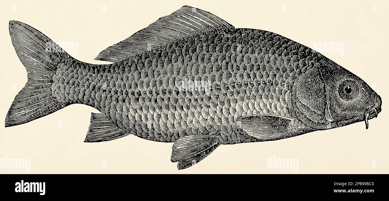 The freshwater fish - European carp (Cyprinus carpio). Antique stylized ...