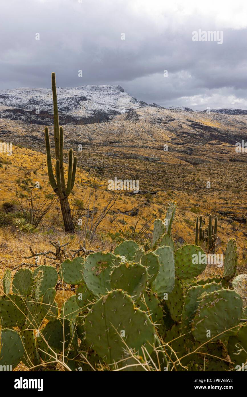 Snow among cactus plants in Arizona Stock Photo - Alamy