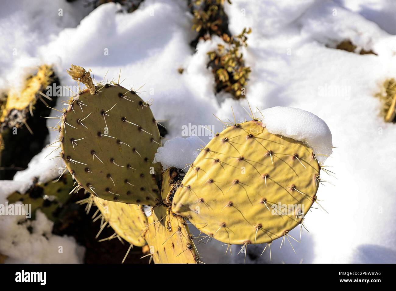 Cactus covered by new snow in Sedona, Arizona Stock Photo - Alamy