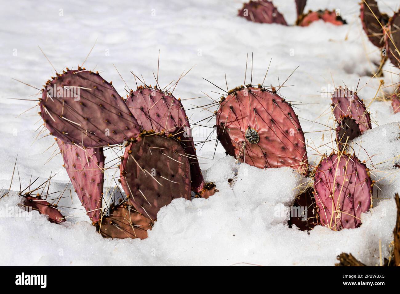 Cactus covered by new snow in Sedona, Arizona Stock Photo - Alamy