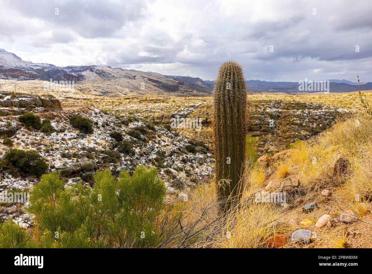 Snow among cactus plants in Arizona Stock Photo - Alamy