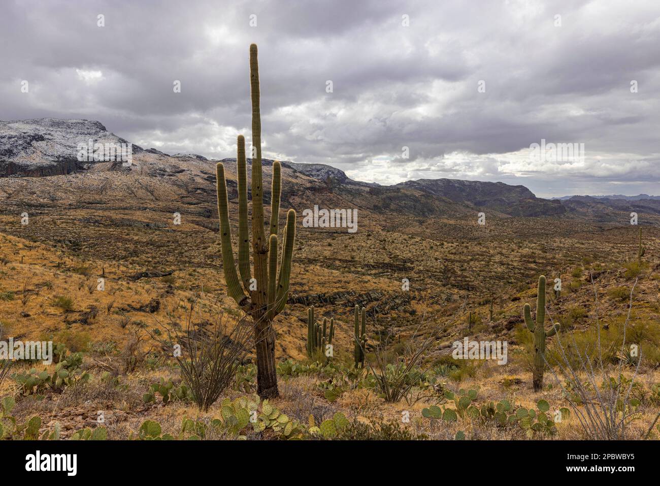 Snow among cactus plants in Arizona Stock Photo - Alamy