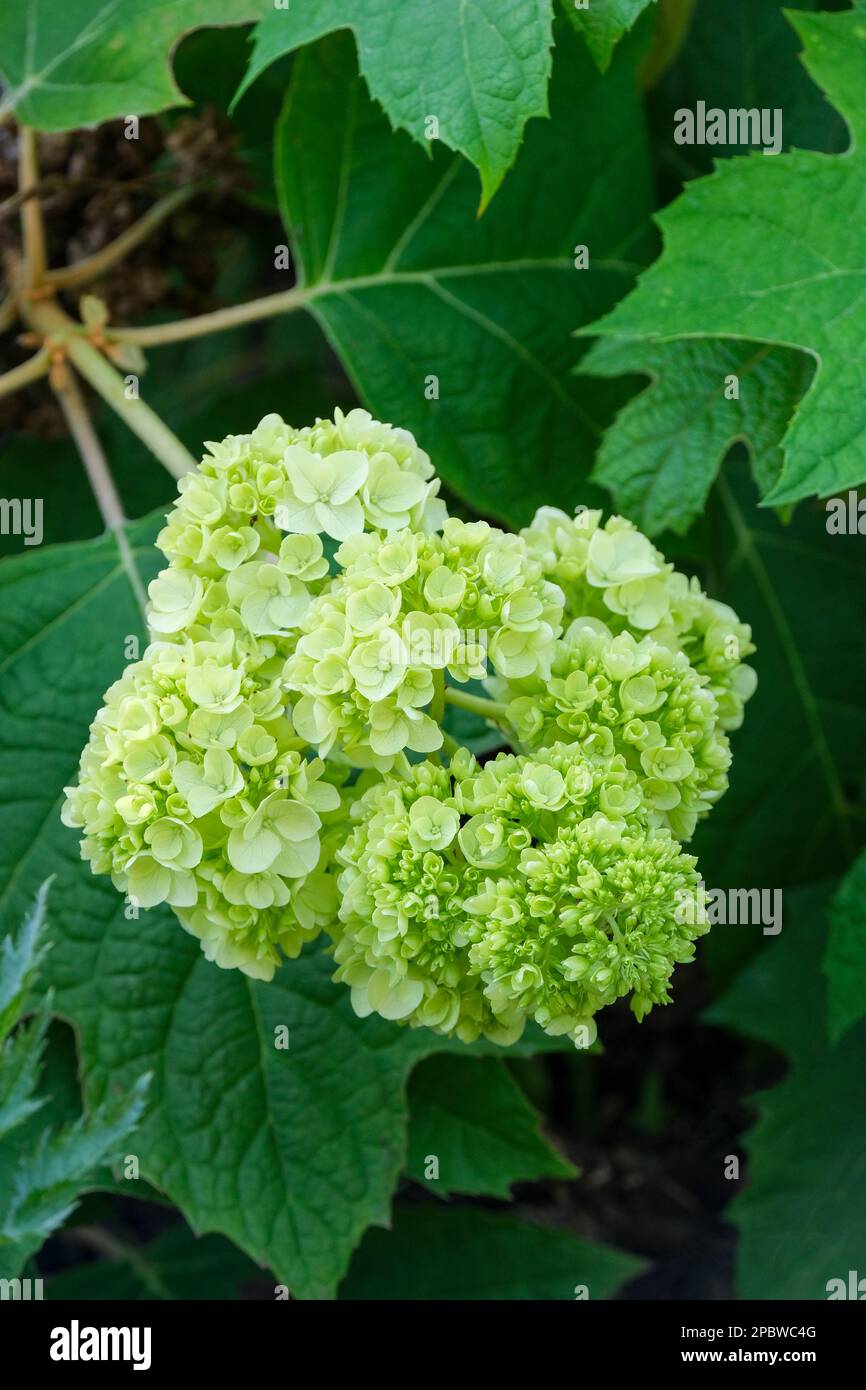 Hydrangea quercifolia Harmony, Oak-leaved hydrangea Harmony, deciduous ...