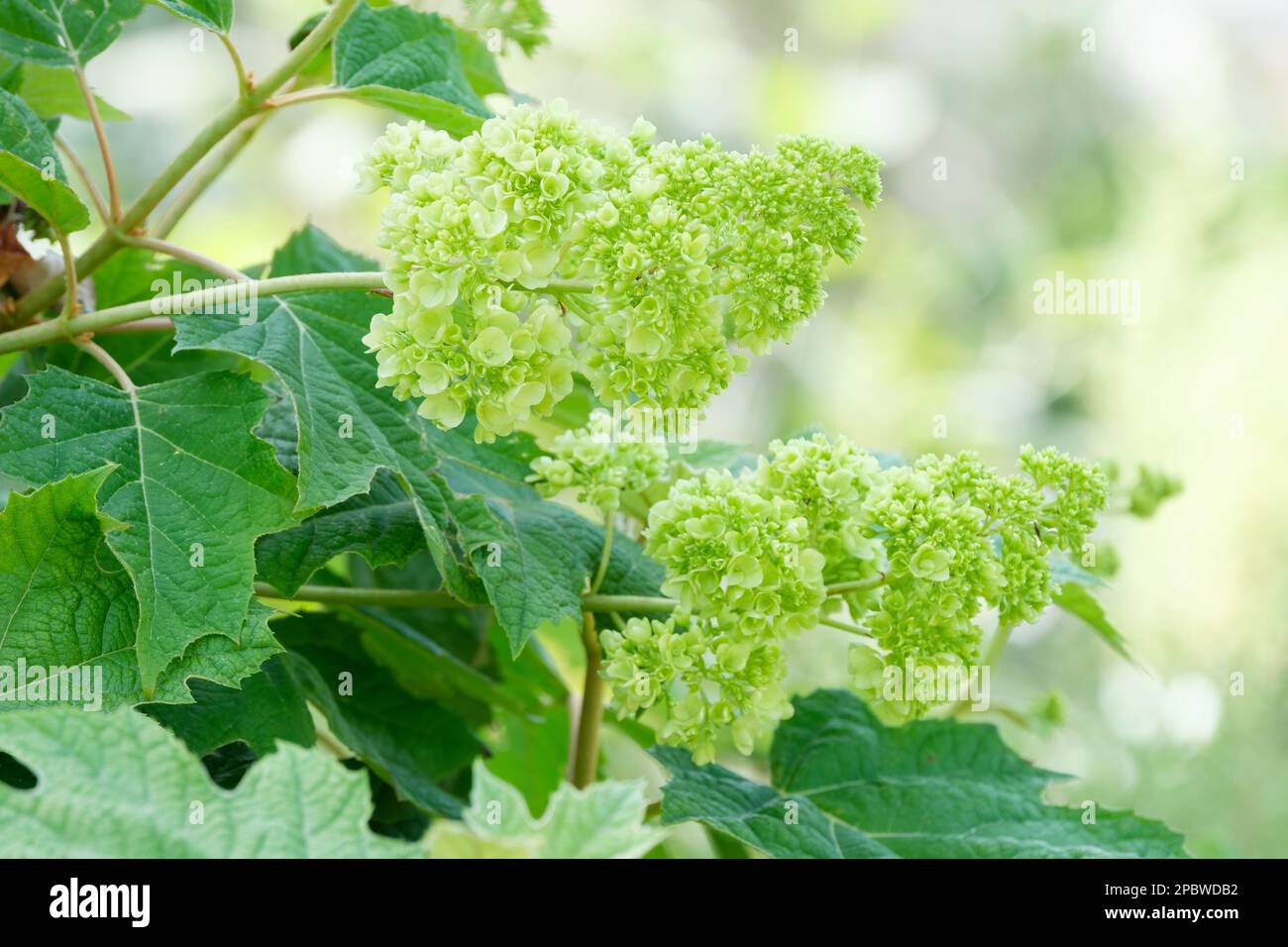 Hydrangea quercifolia Harmony, Oak-leaved hydrangea Harmony, deciduous ...