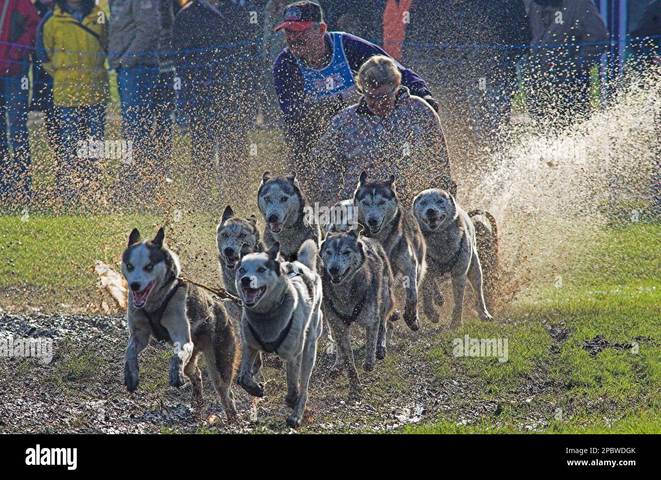 A husky sledge on wheels heads into a puddle during the International ...