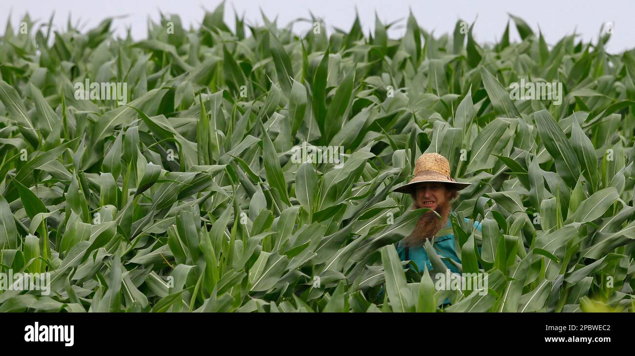 An Amish man walks in corn field Stock Photo - Alamy