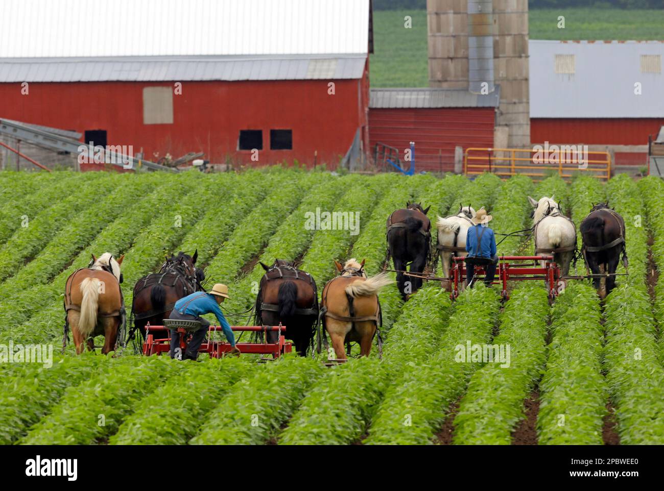 Amish men working crops in Wisconsin Stock Photo - Alamy