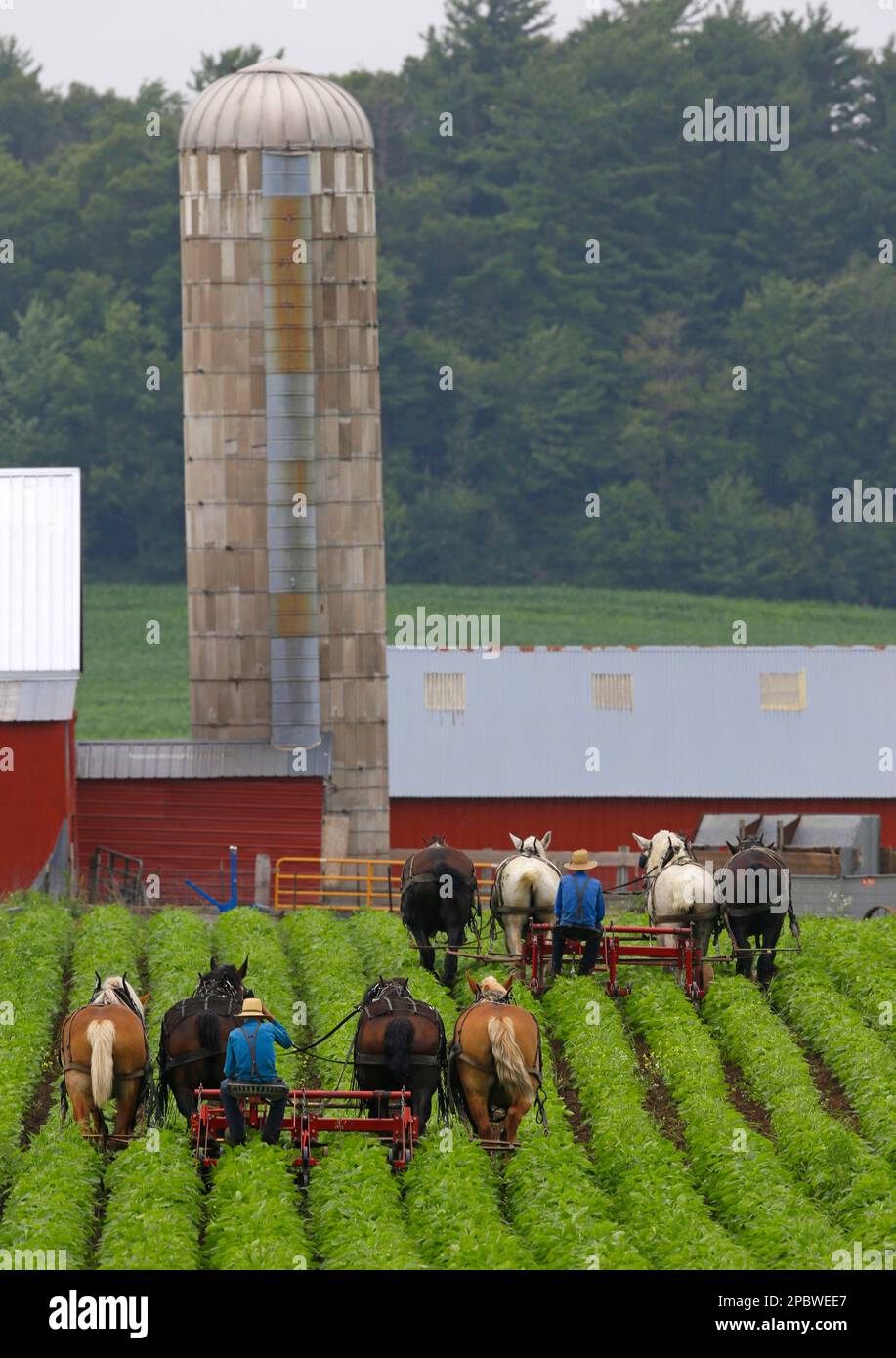 Amish men working crops in Wisconsin Stock Photo - Alamy