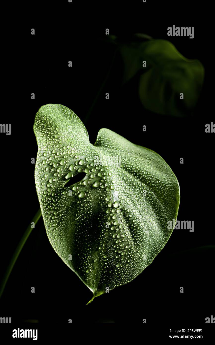 Monstera close up photo hi-res stock photography and images - Alamy