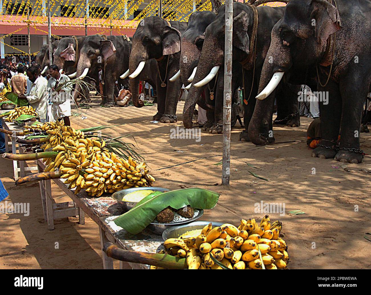 Elephants are lined up for a feeding ritual at a temple in Cochin ...
