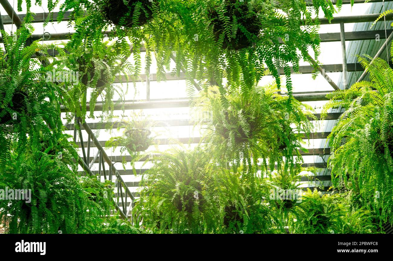 Ferns with green leaves in hanging baskets. Charming indoor hanging ...