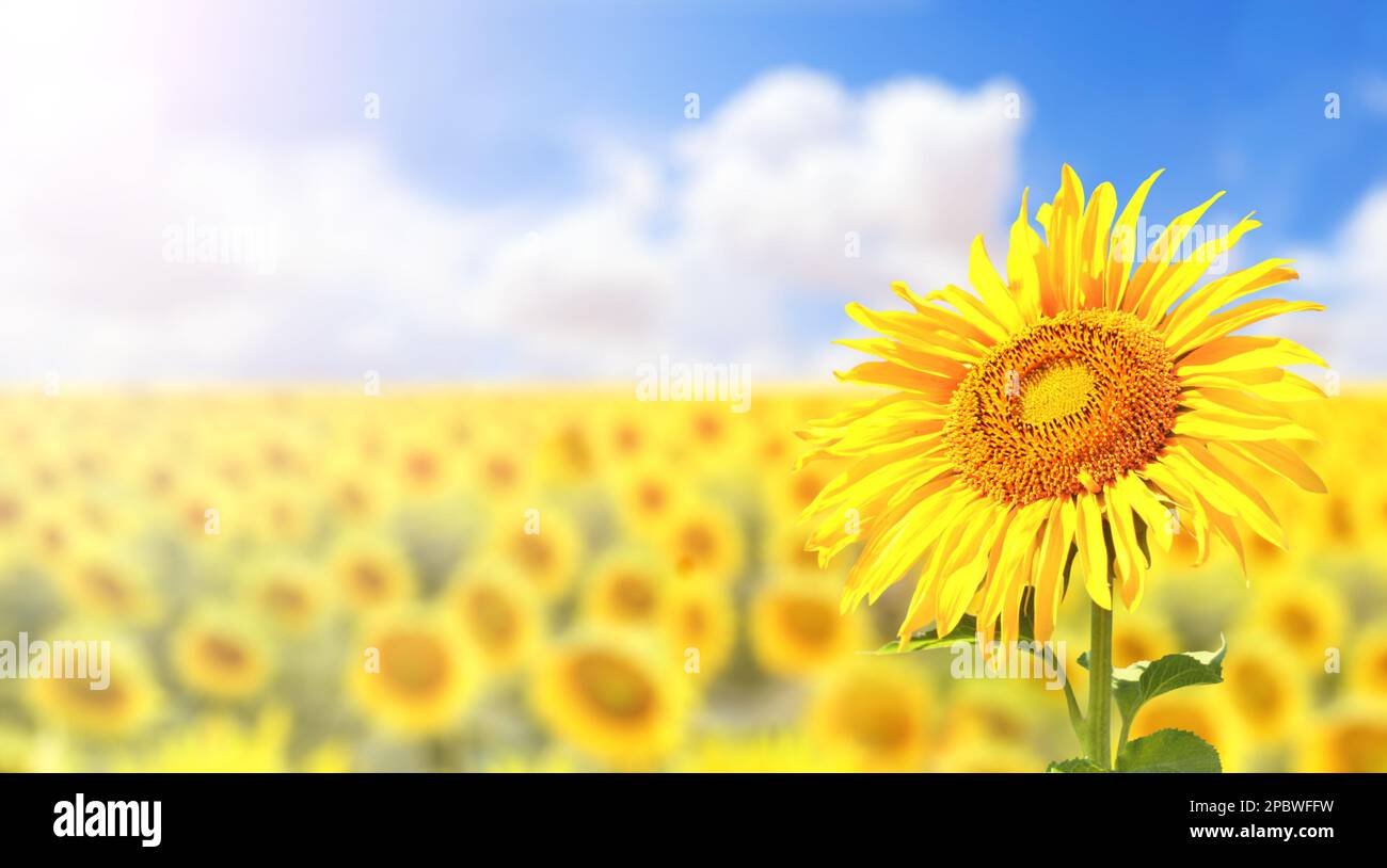 Sunflower on blurred sunny nature background. Horizontal agriculture ...