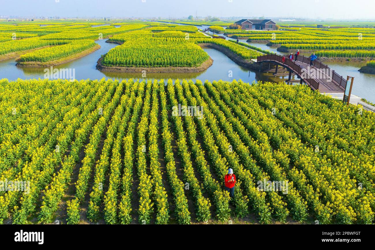 Aerial photo shows the splendid scenery of blooming rapeseed flowers at ...