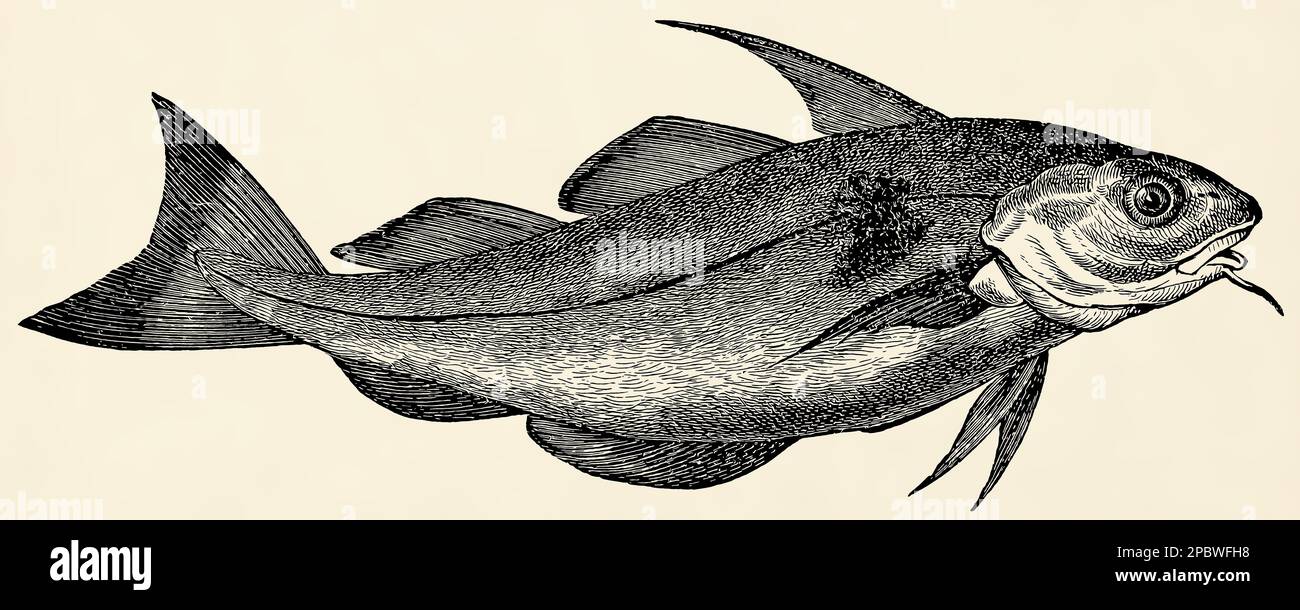 The fish - haddock (Melanogrammus aeglefinus). Antique stylized ...
