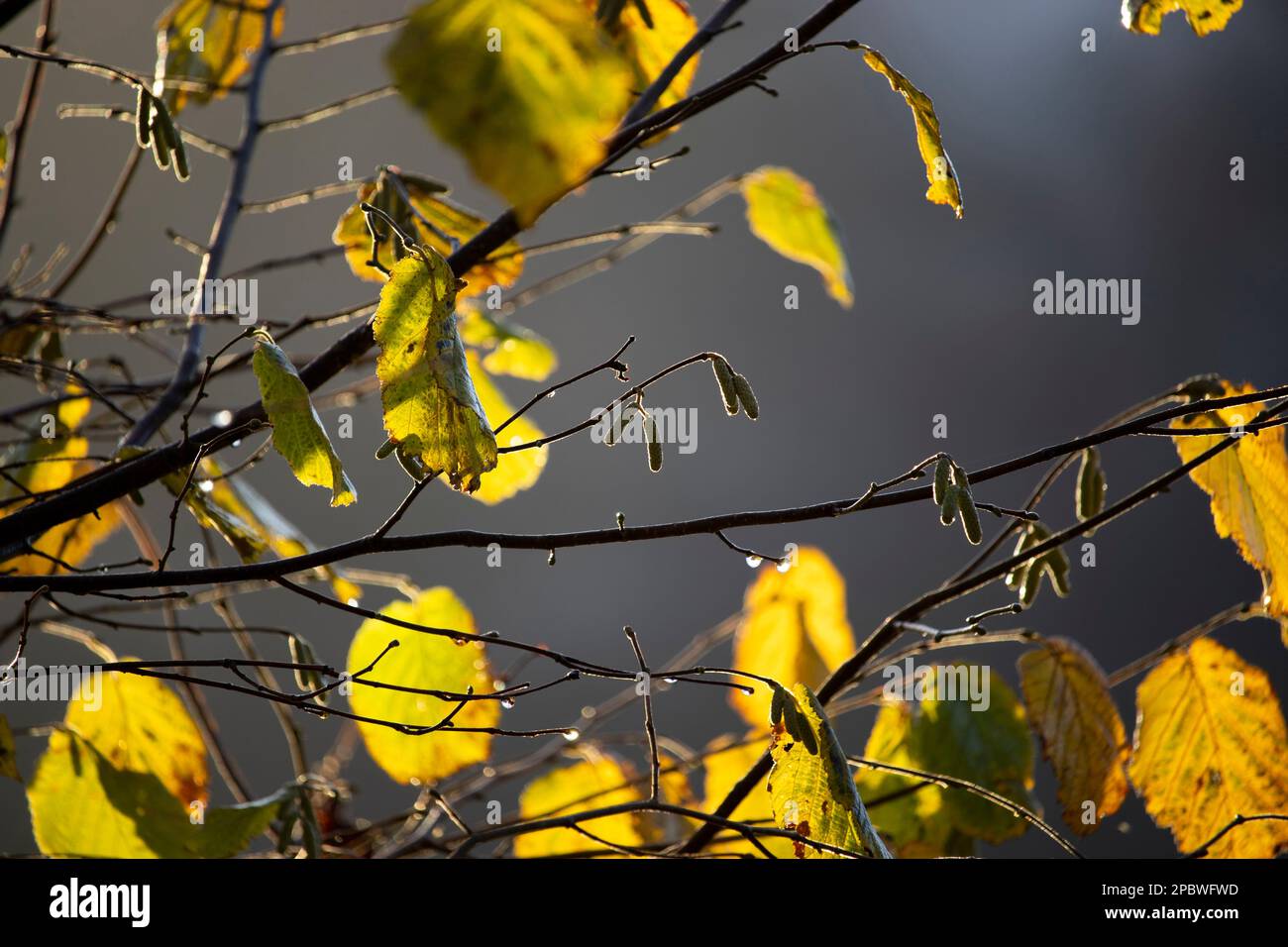 The beautiful backlit branches and bright yellow autumn foliage of a ...