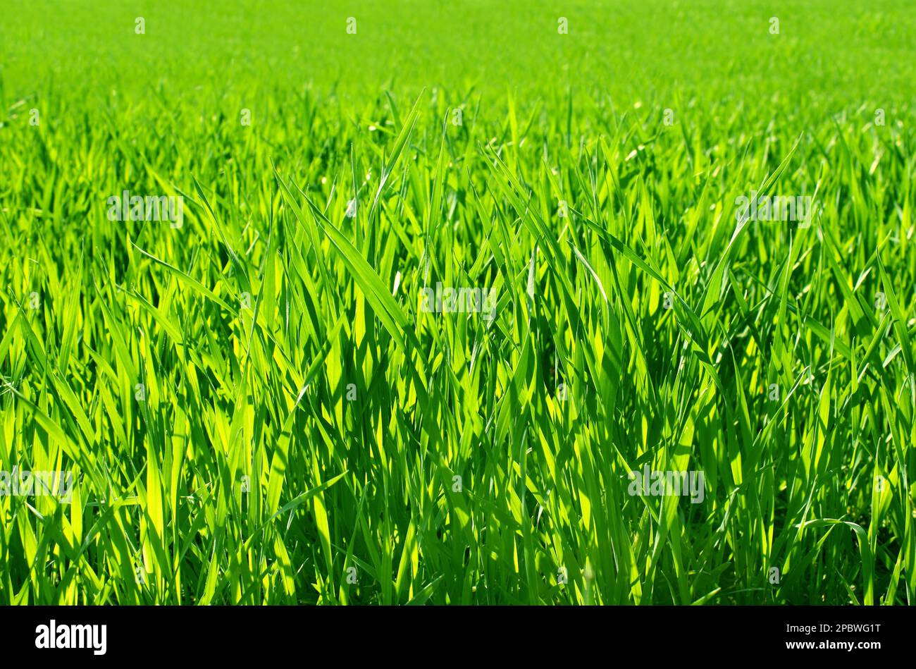 Close-up green grass on sunny beautiful defocused greenery summer ...