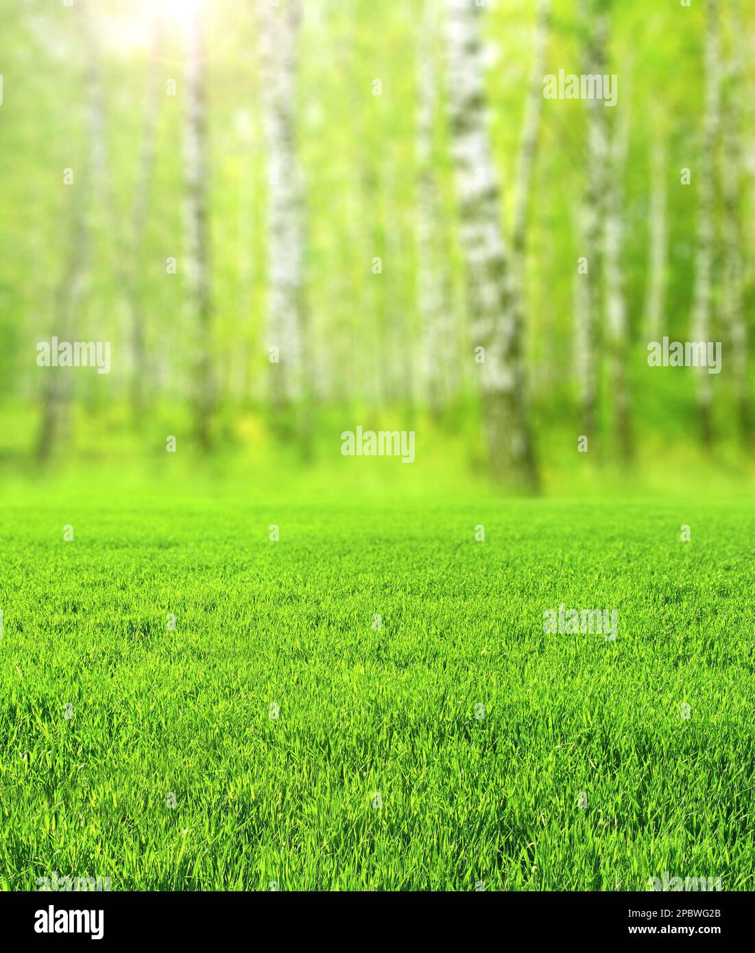 Beautiful blurred vertical spring landscape with green grass and ...
