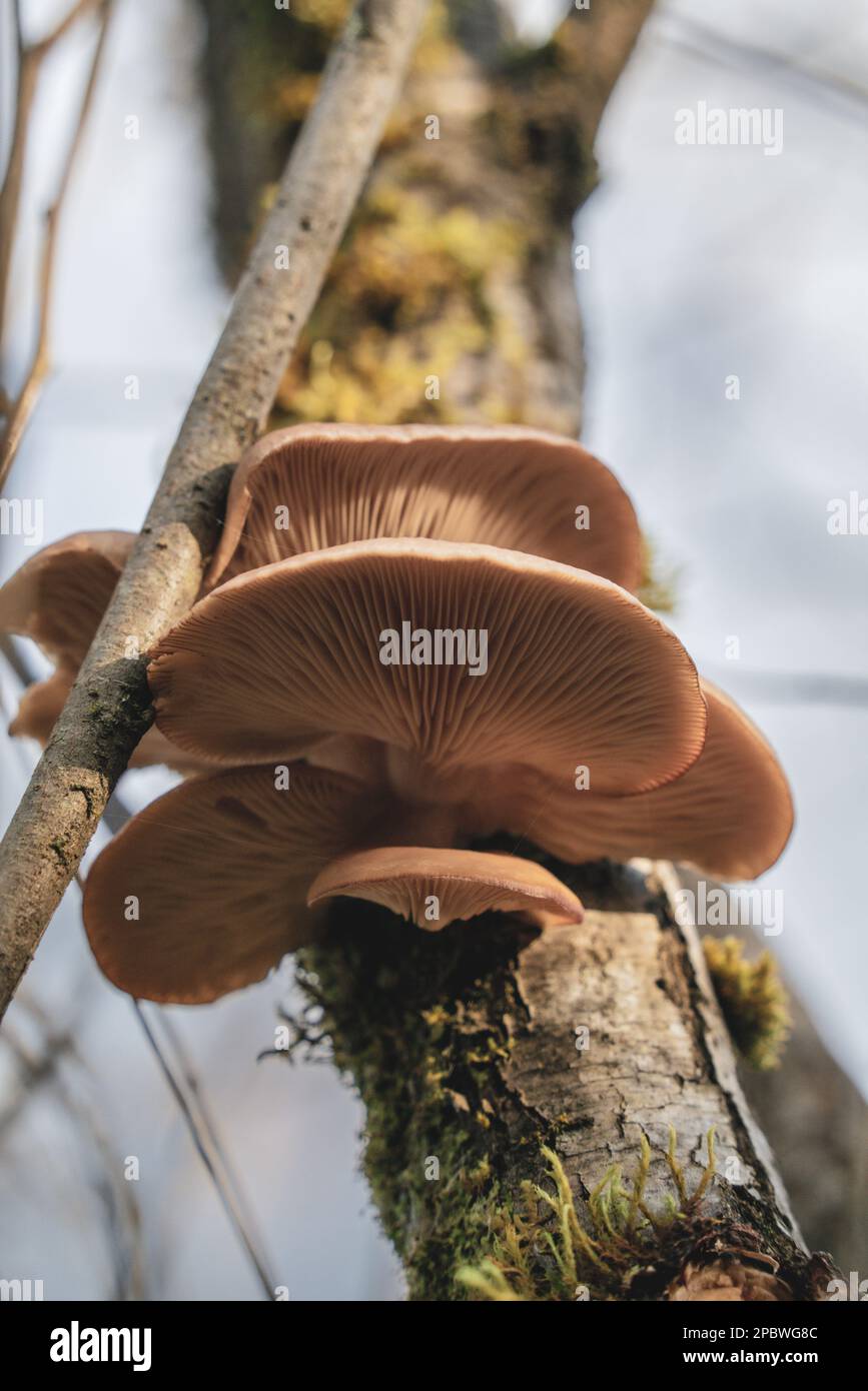 Wild Mushrooms Growing On Tree Stock Photo - Alamy